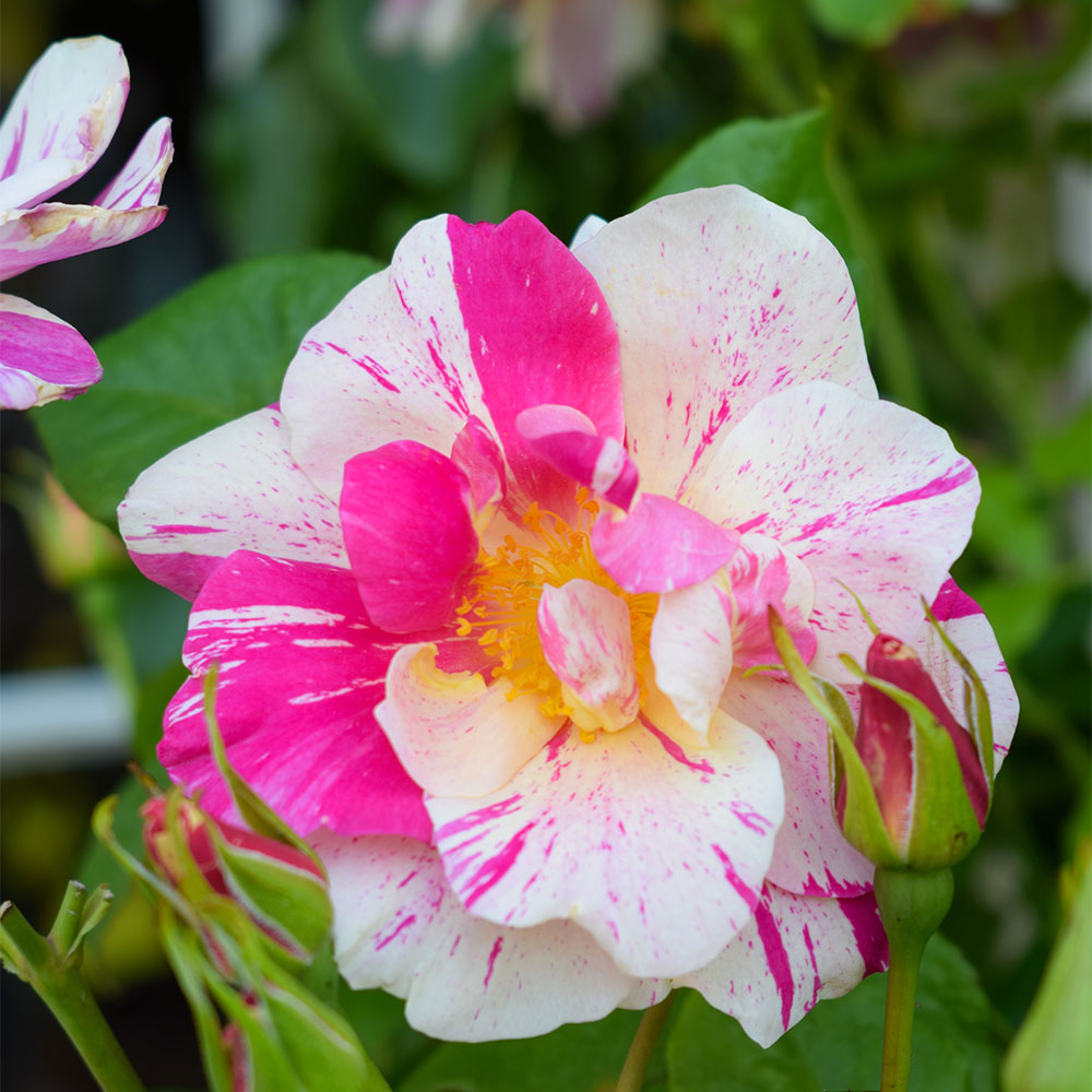 Introducing The King's Rose™ by David Austin | Highgrove News & Blog