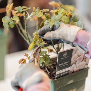 Book Garden Tours, Events, and Workshops | Highgrove Shop & Gardens